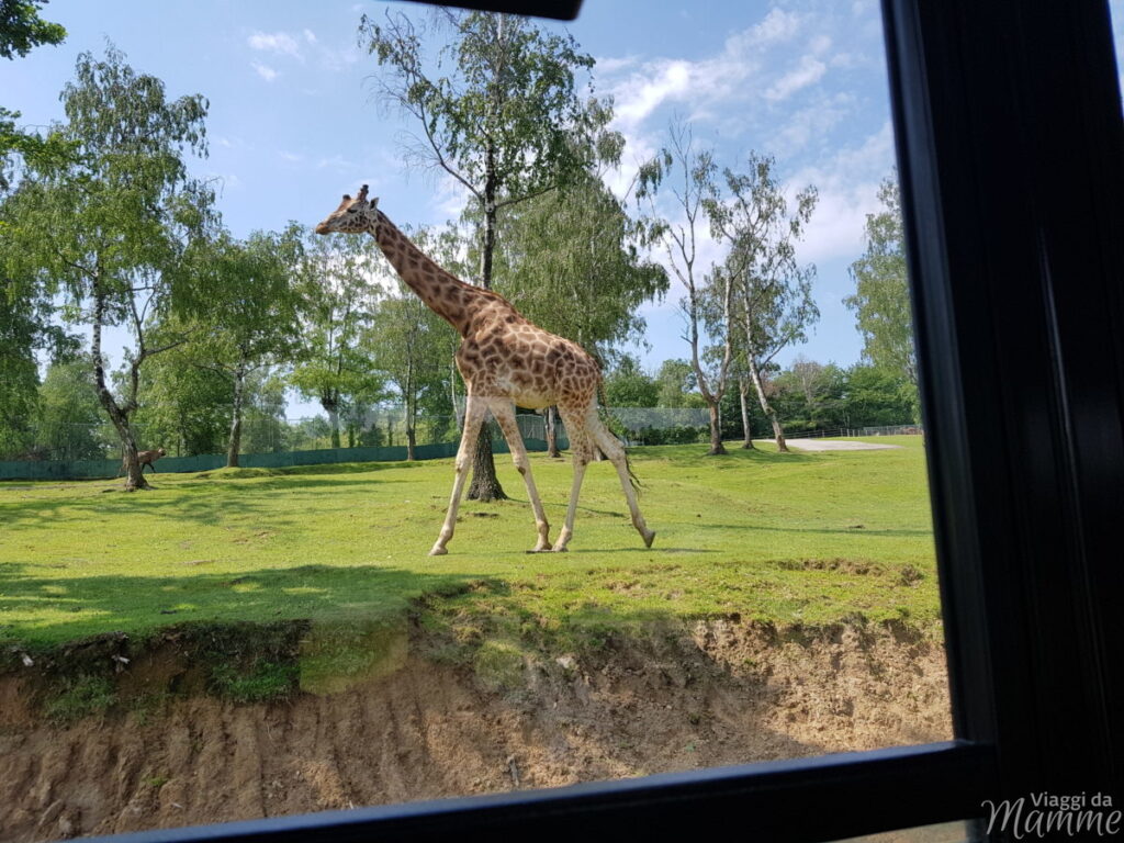 Zoo e Acquari: Le Migliori Gite per Bambini a Meno di un’Ora da Milano - Milano Life