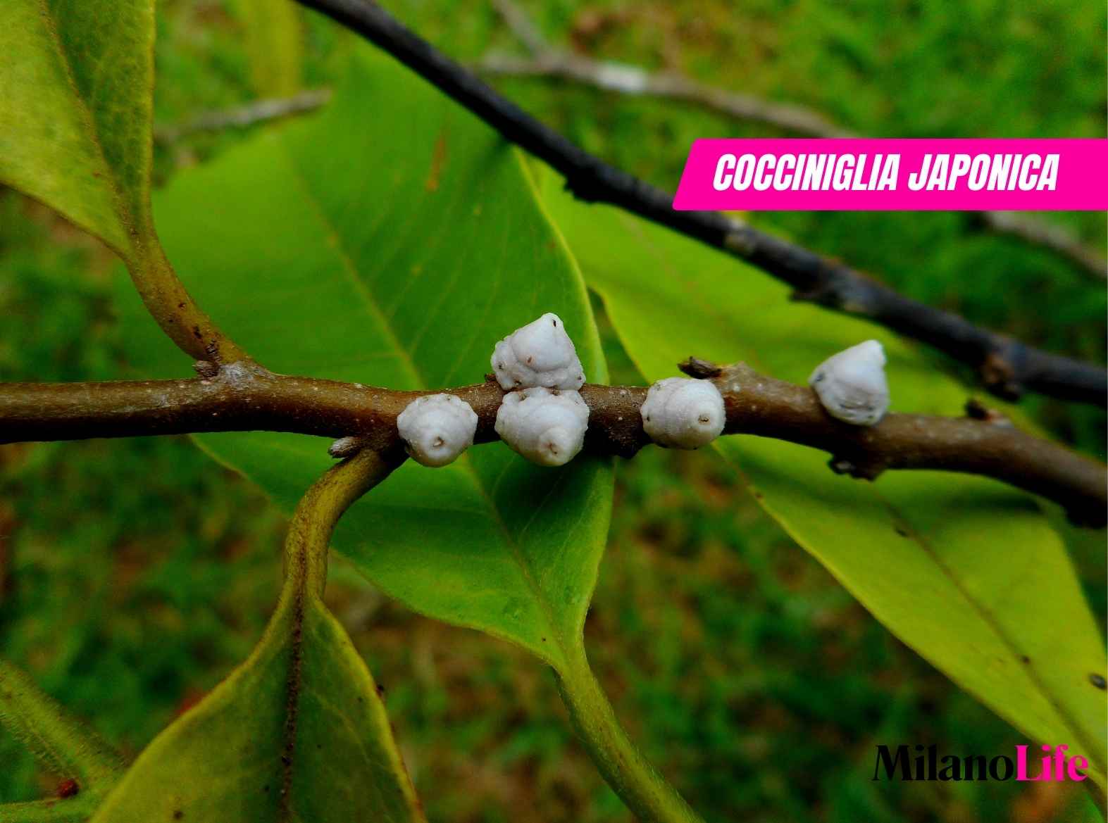 SOS Cocciniglia Japonica: come riconoscerla e segnalarla a Milano ...