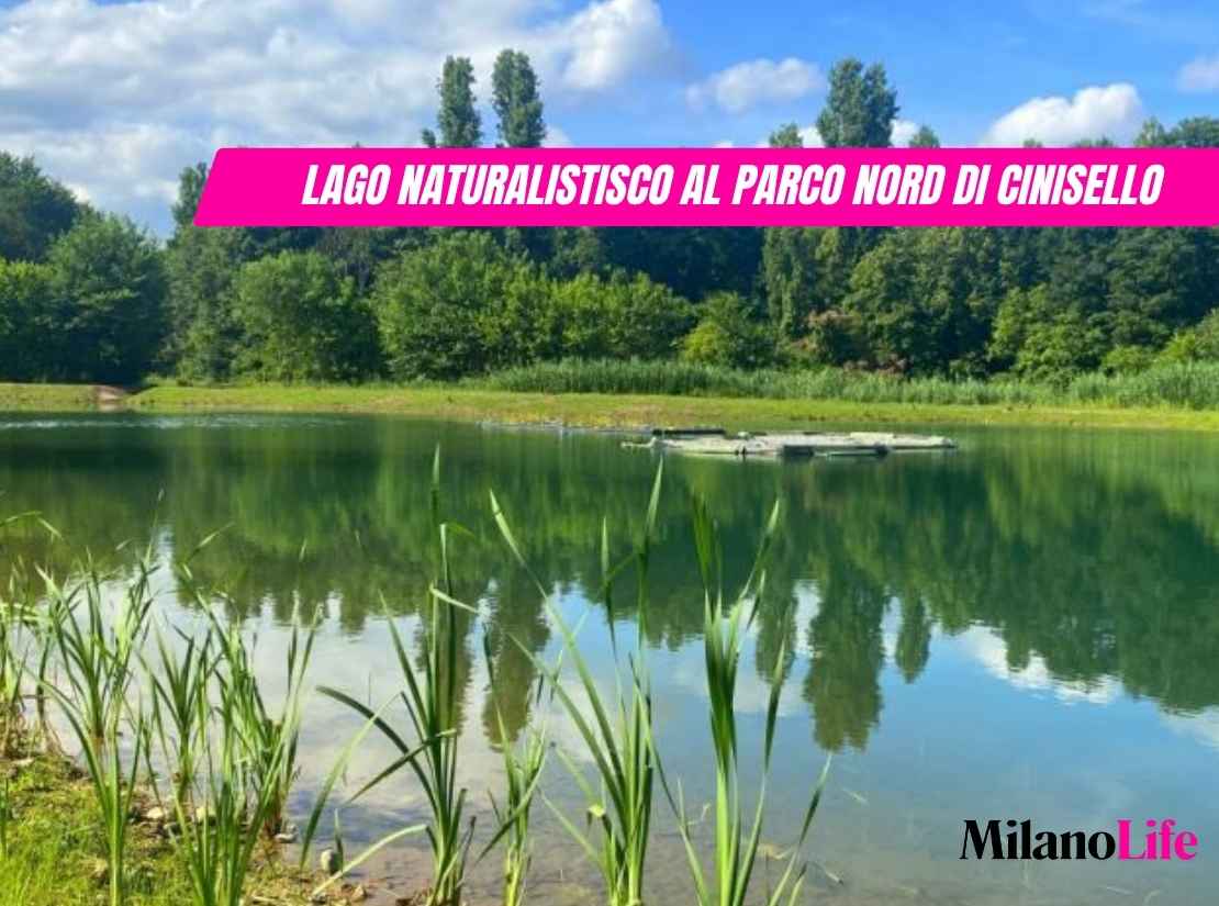 Lago naturalistisco al Parco Nord di Cinisello: tutte le info - Milano Life